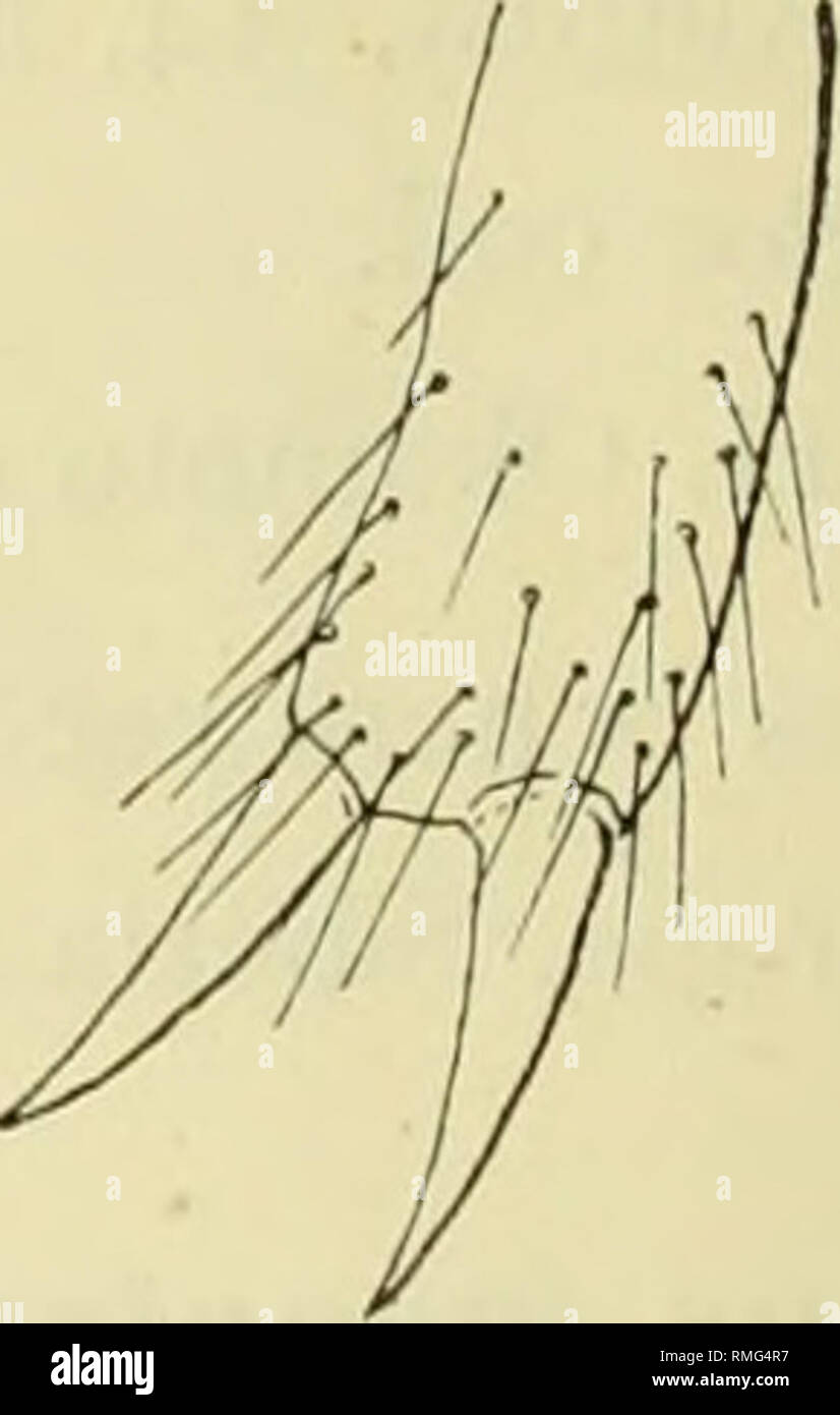 Blackish pterostigma hi-res stock photography and images - Alamy