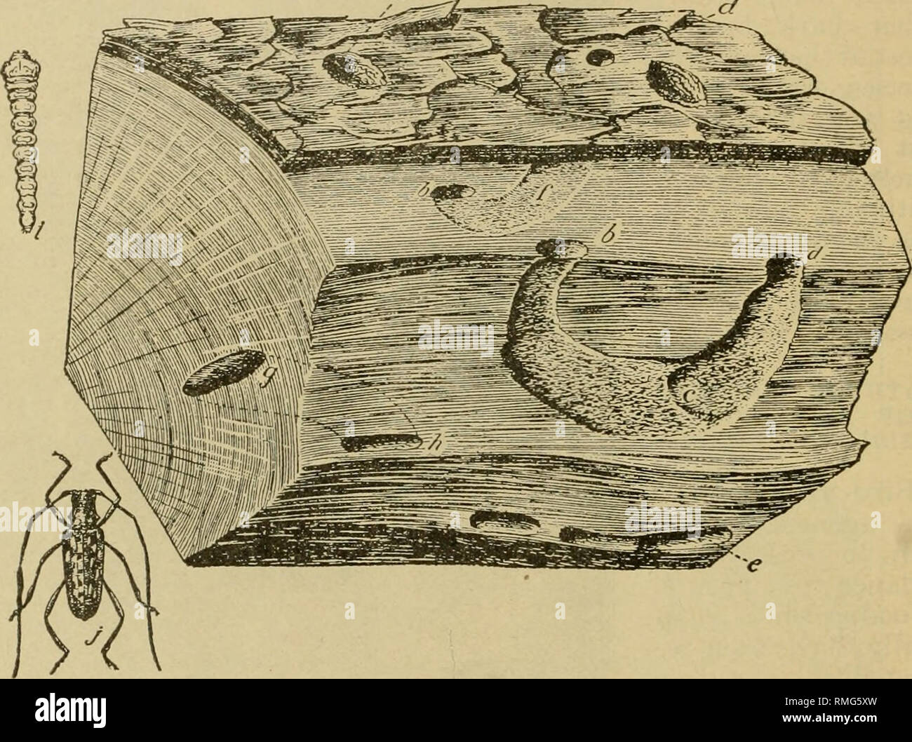 . An annotated list of the important North American forest insects ...