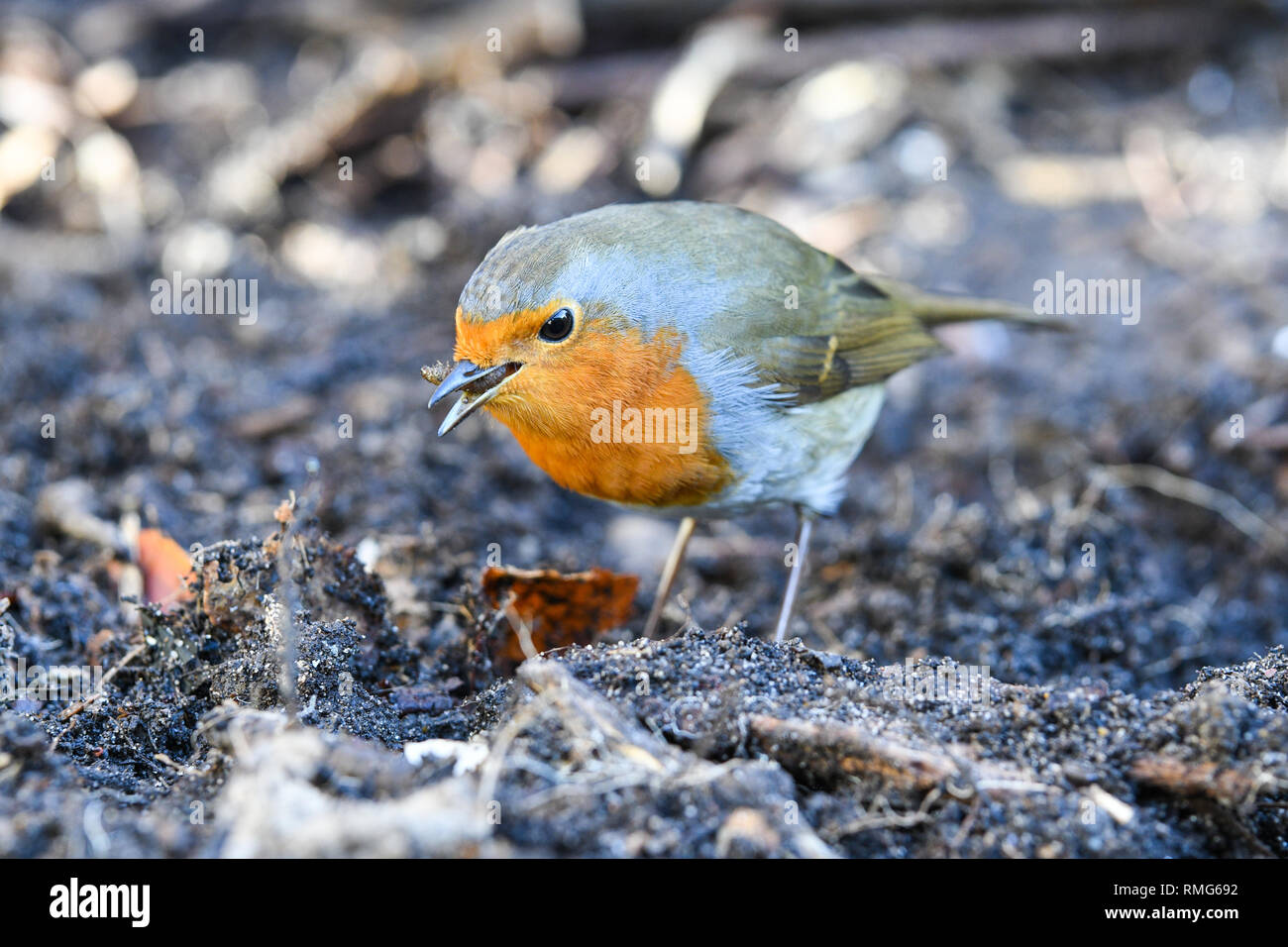 Redbreast feather hi-res stock photography and images - Alamy