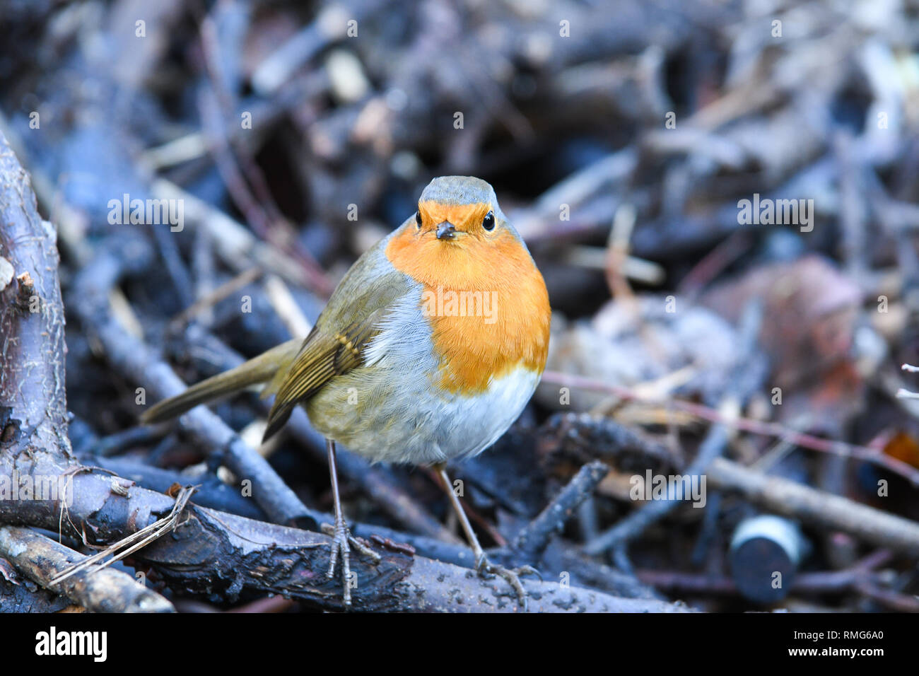 Redbreast feather hi-res stock photography and images - Alamy