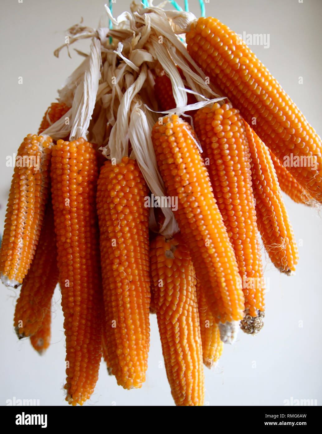 organic corn cobs together Stock Photo - Alamy
