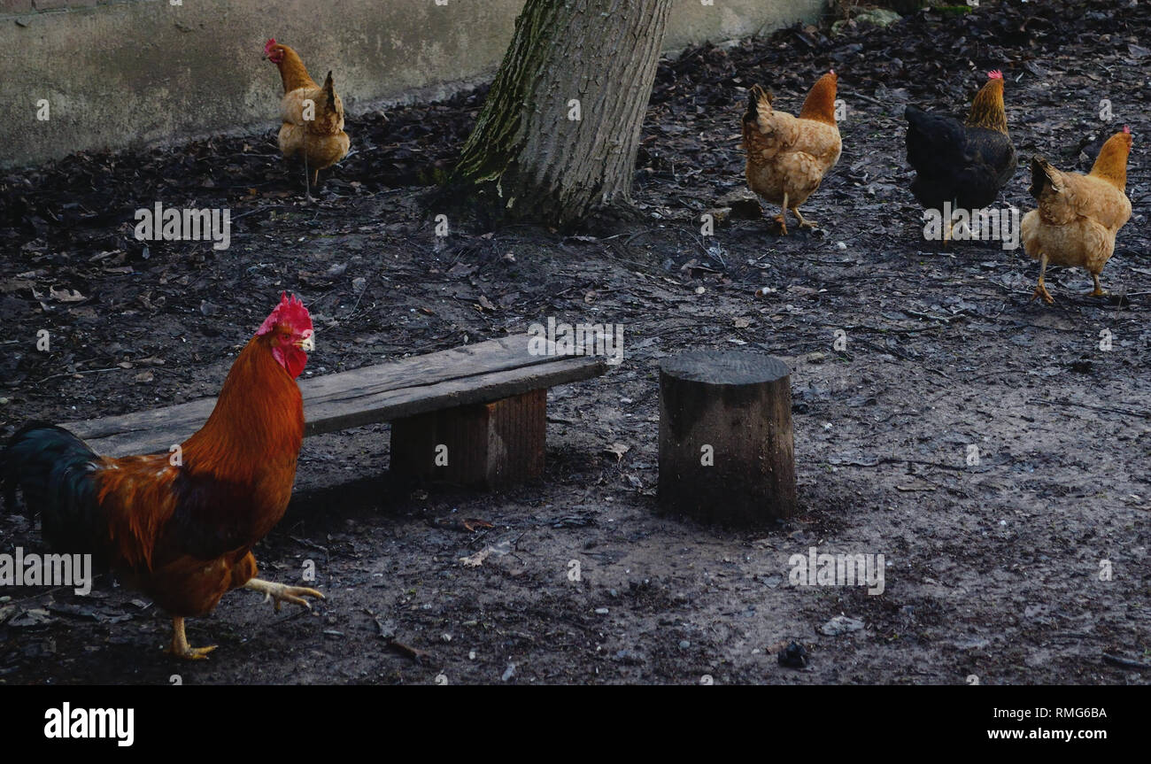 Range Poultry High Resolution Stock Photography and Images - Alamy