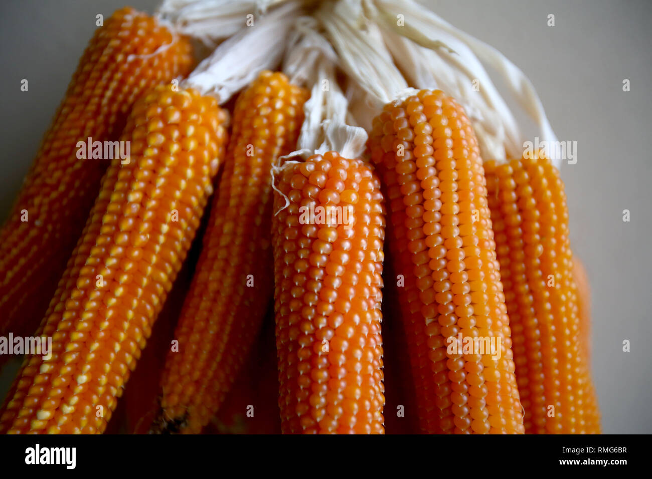 organic corn cobs together Stock Photo - Alamy
