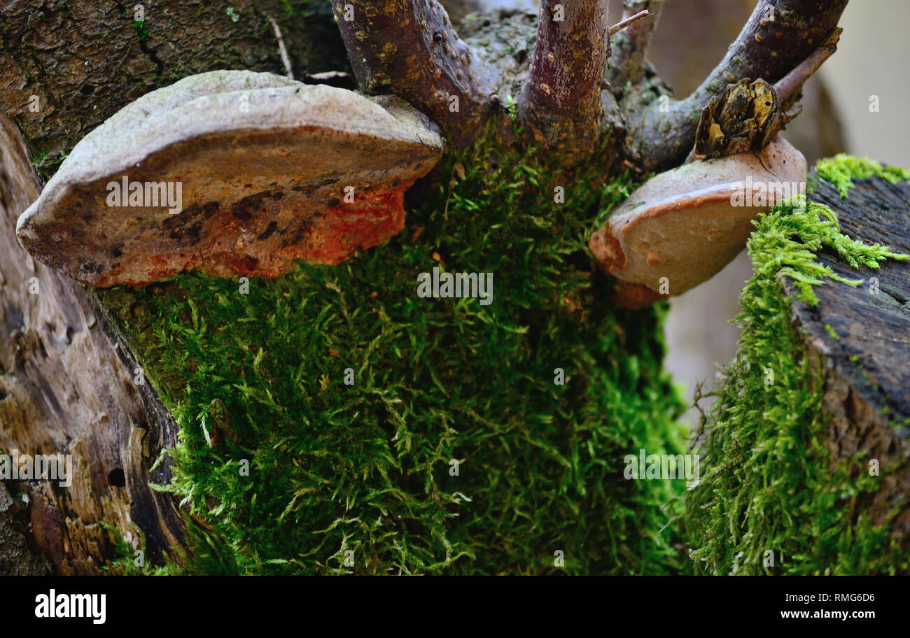 Fungal decay hi-res stock photography and images - Alamy