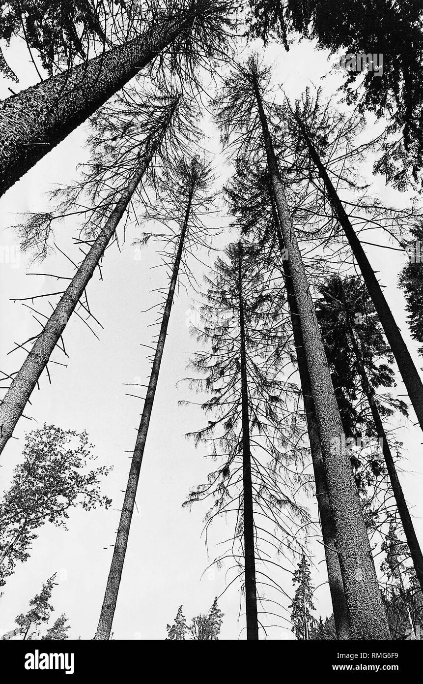 Spruce the Black and White Stock Photos & Images - Alamy