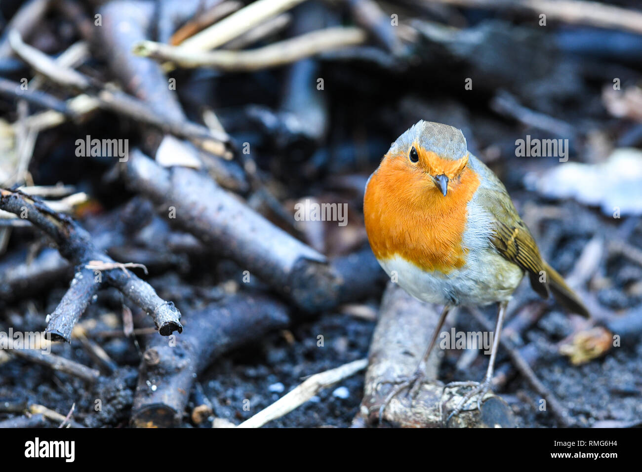 Redbreast feather hi-res stock photography and images - Alamy