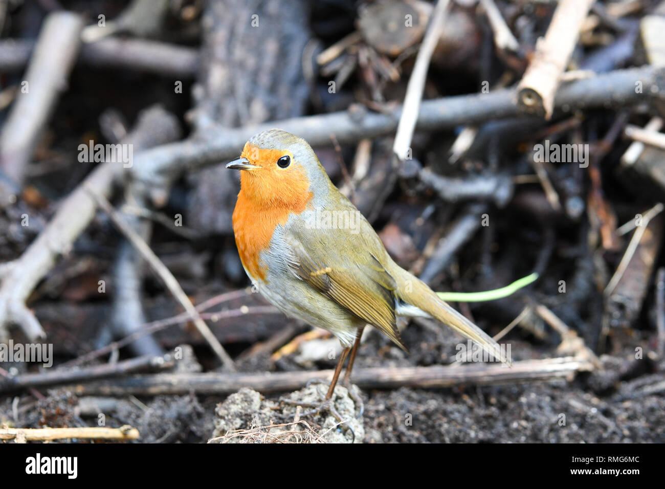 Redbreast feather hi-res stock photography and images - Alamy