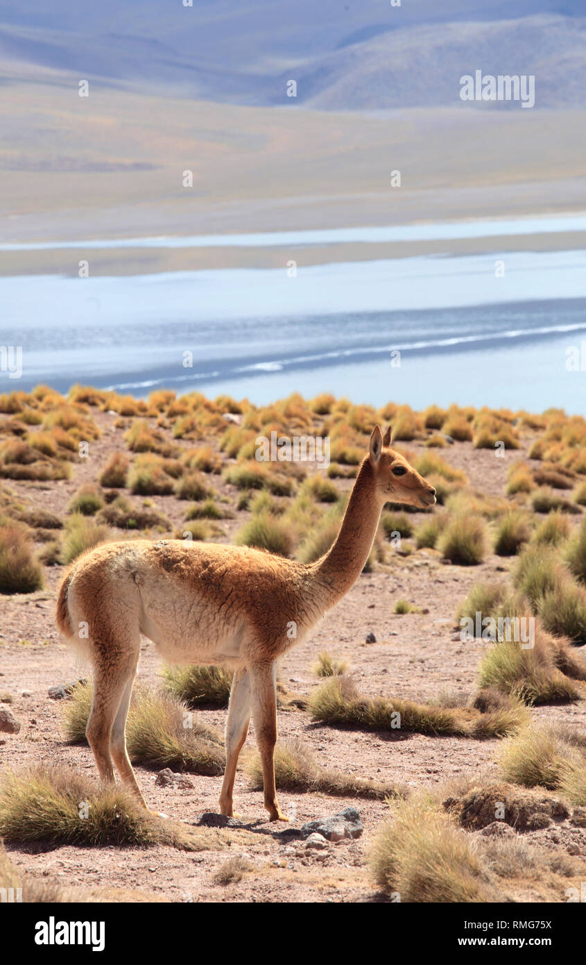Fauna de chile hi-res stock photography and images - Alamy