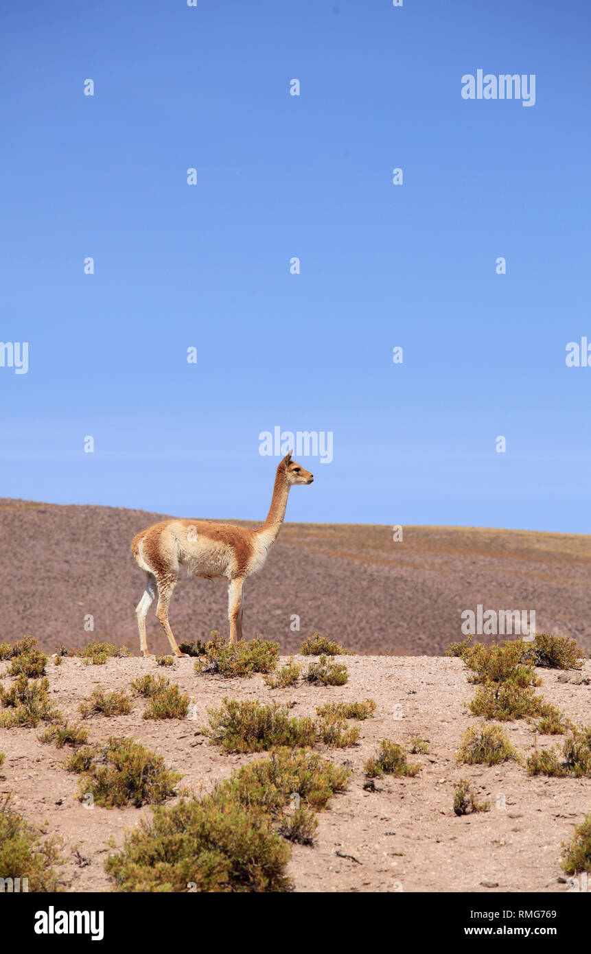 Chile, Antofagasta Region, Atacama Desert, vicuna, vicugna vicugna ...
