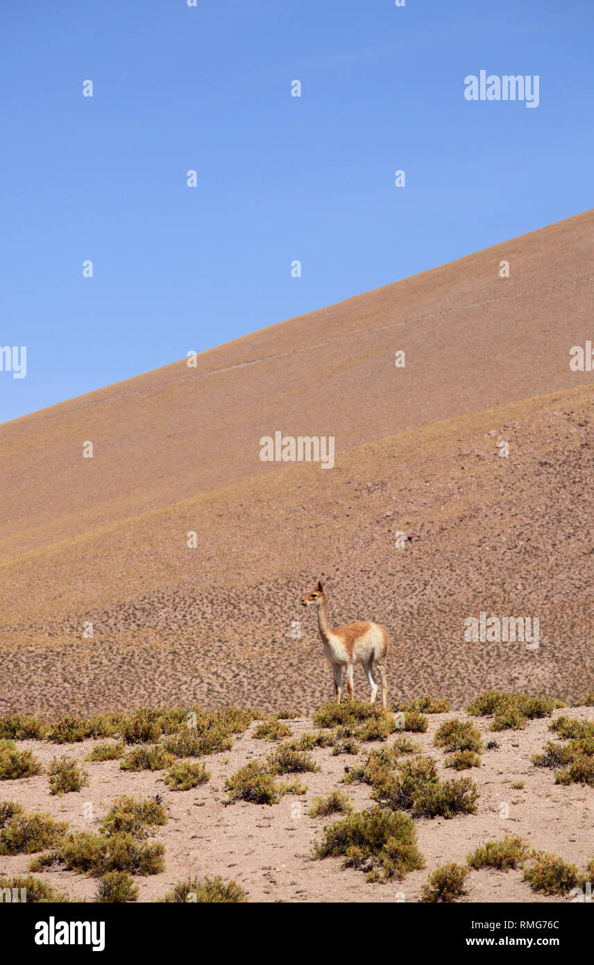 Vicuna Atacama High Resolution Stock Photography and Images - Alamy