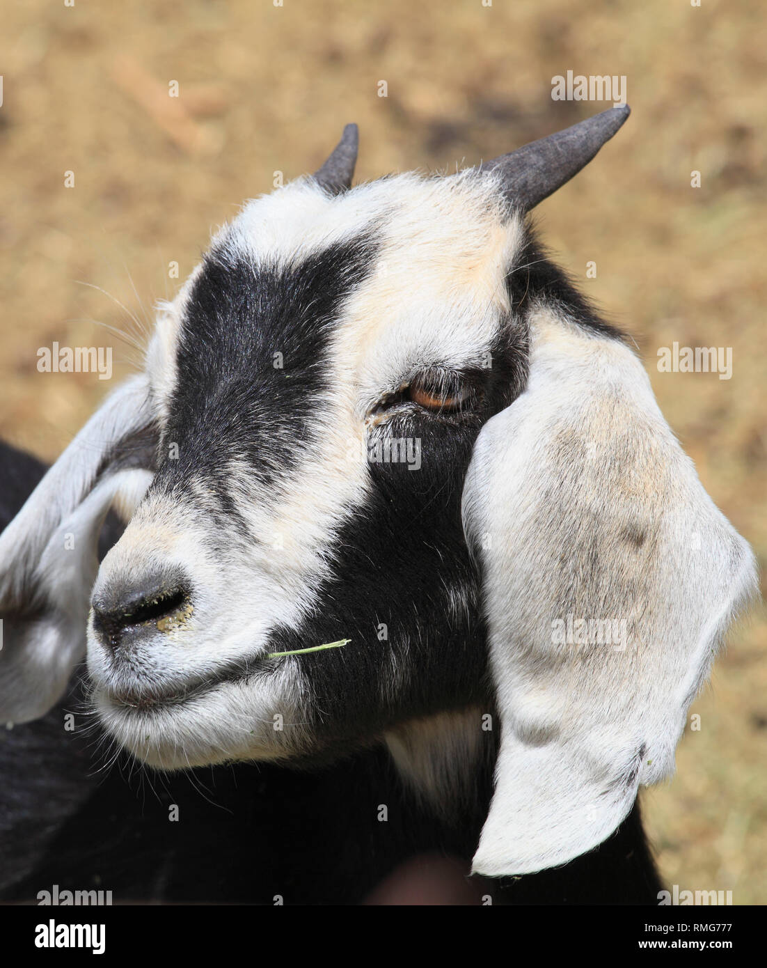 Animals of the andes hi-res stock photography and images - Alamy