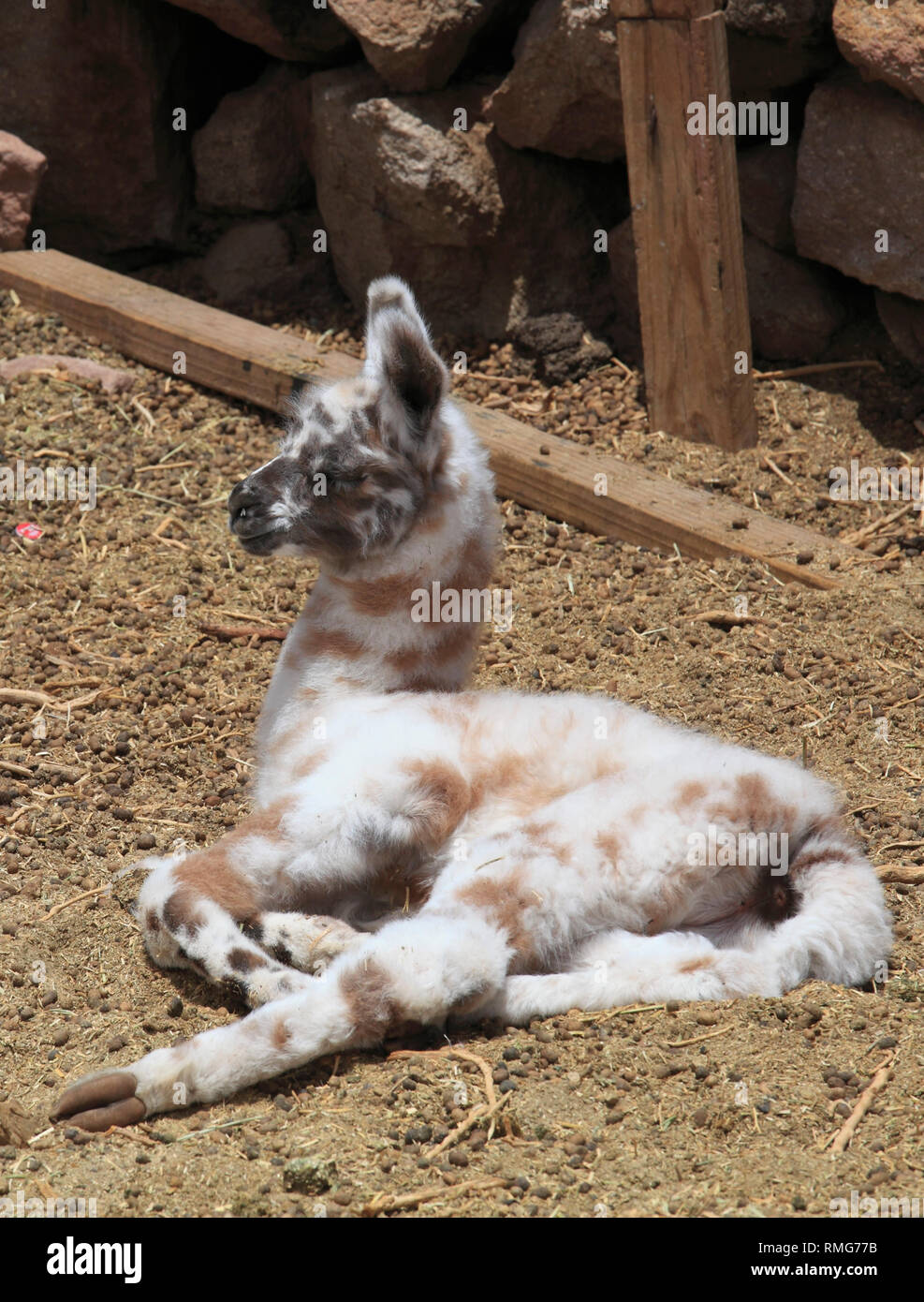 Animals of south america hi-res stock photography and images - Alamy