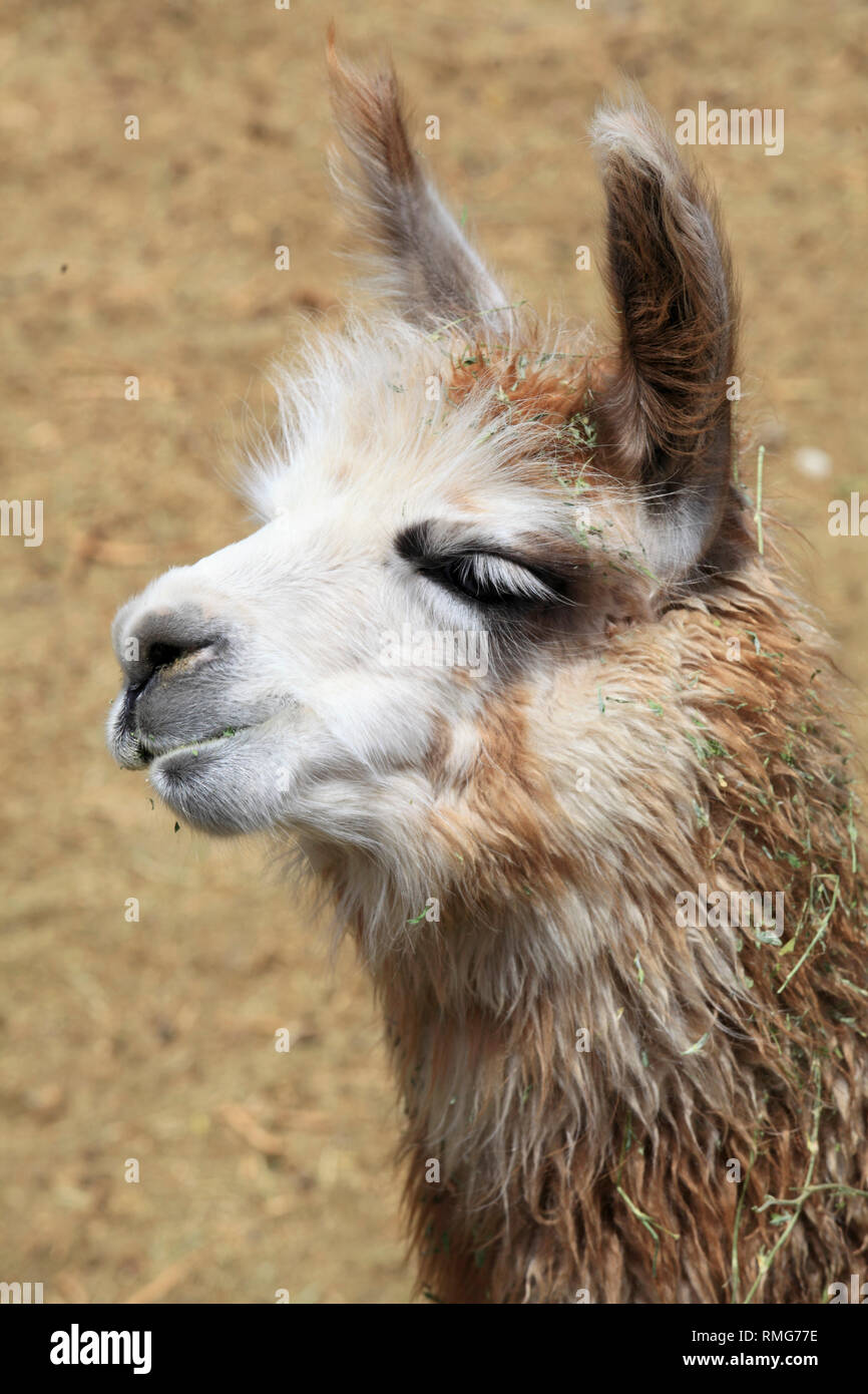 Llama andes hi-res stock photography and images - Alamy