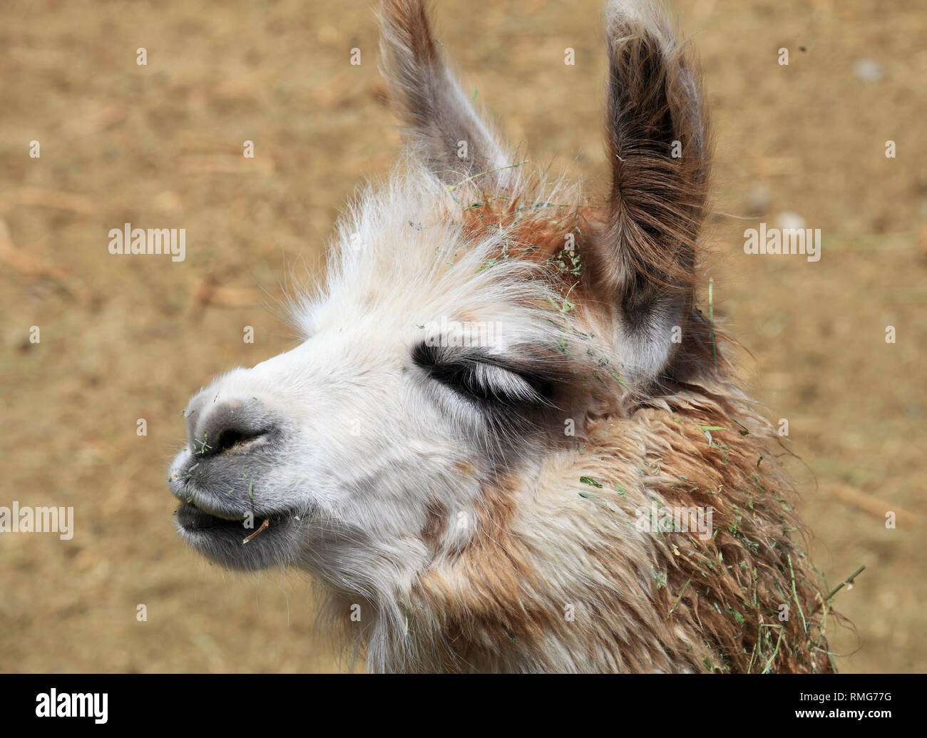 Llama andes hi-res stock photography and images - Alamy