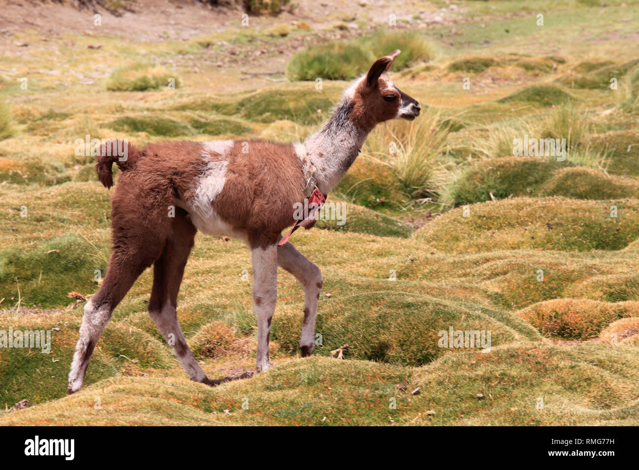 Llama, lama glama, Chile, Antofagasta Region, Andes, Machuca Stock ...