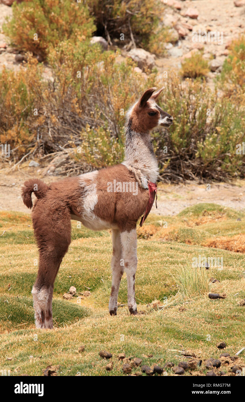 Llama andes hi-res stock photography and images - Alamy