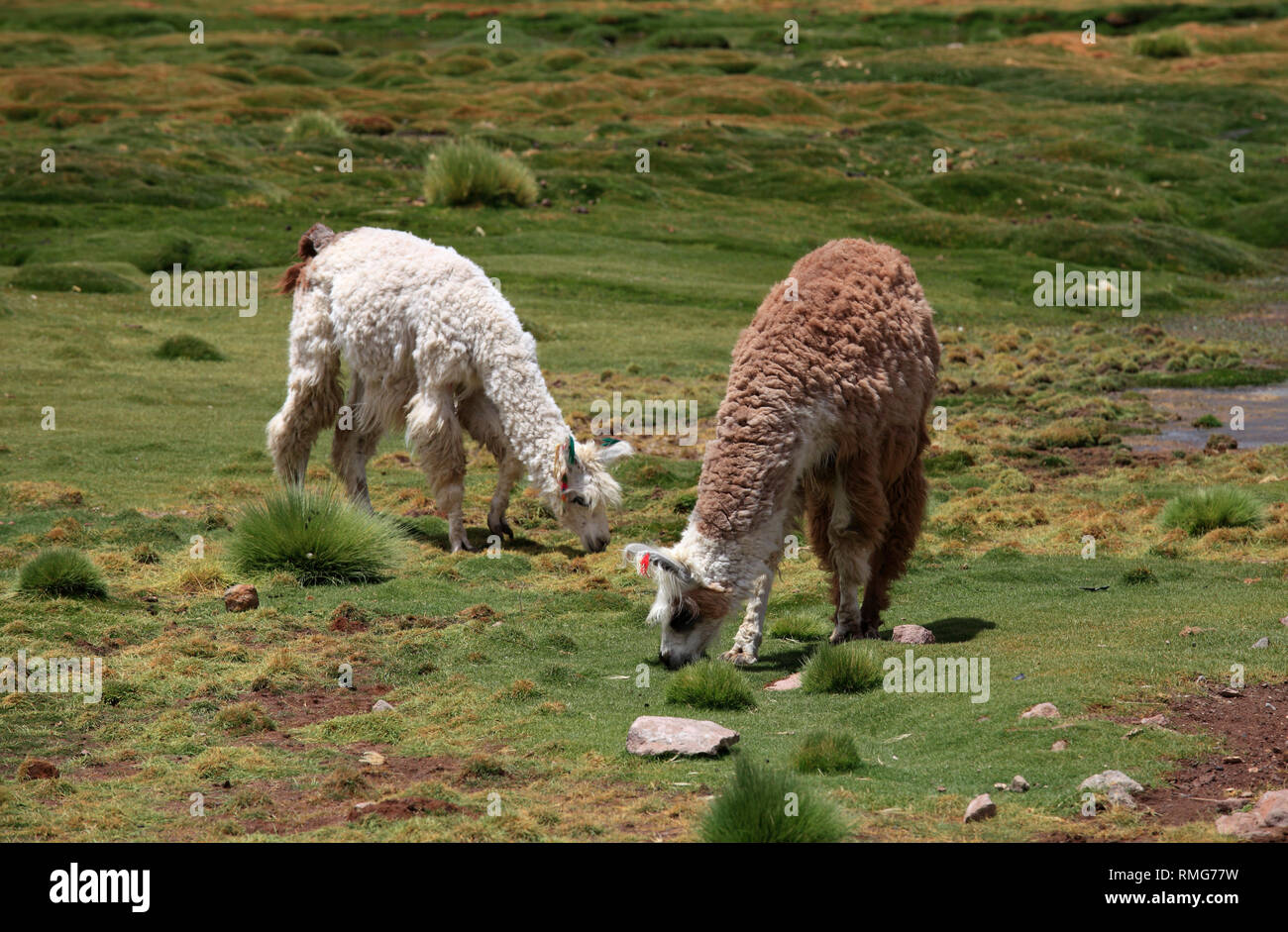 Llamas, lama glama, Chile, Antofagasta Region, Andes, Machuca Stock ...