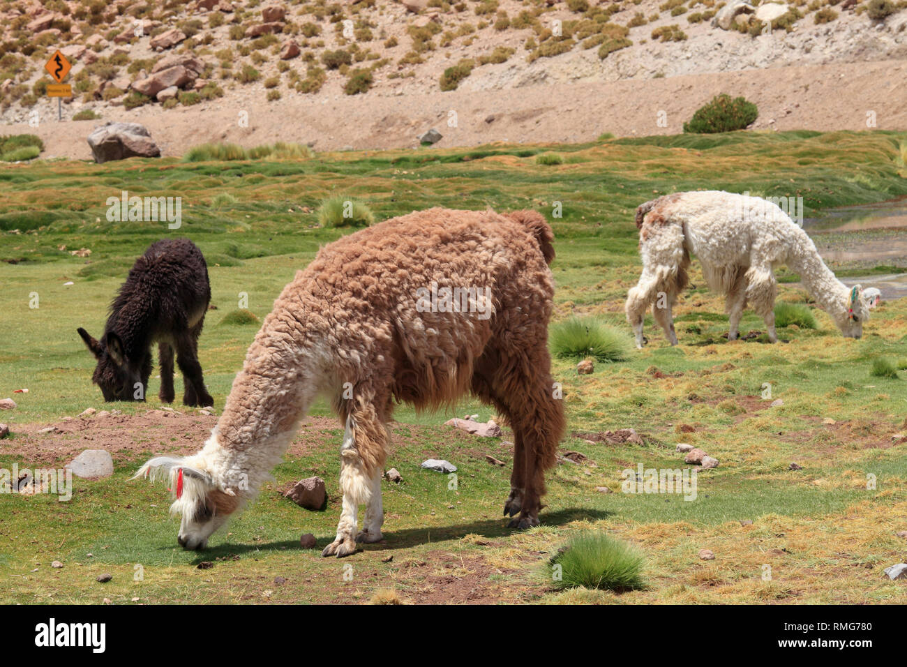 Llamas andes hi-res stock photography and images - Alamy