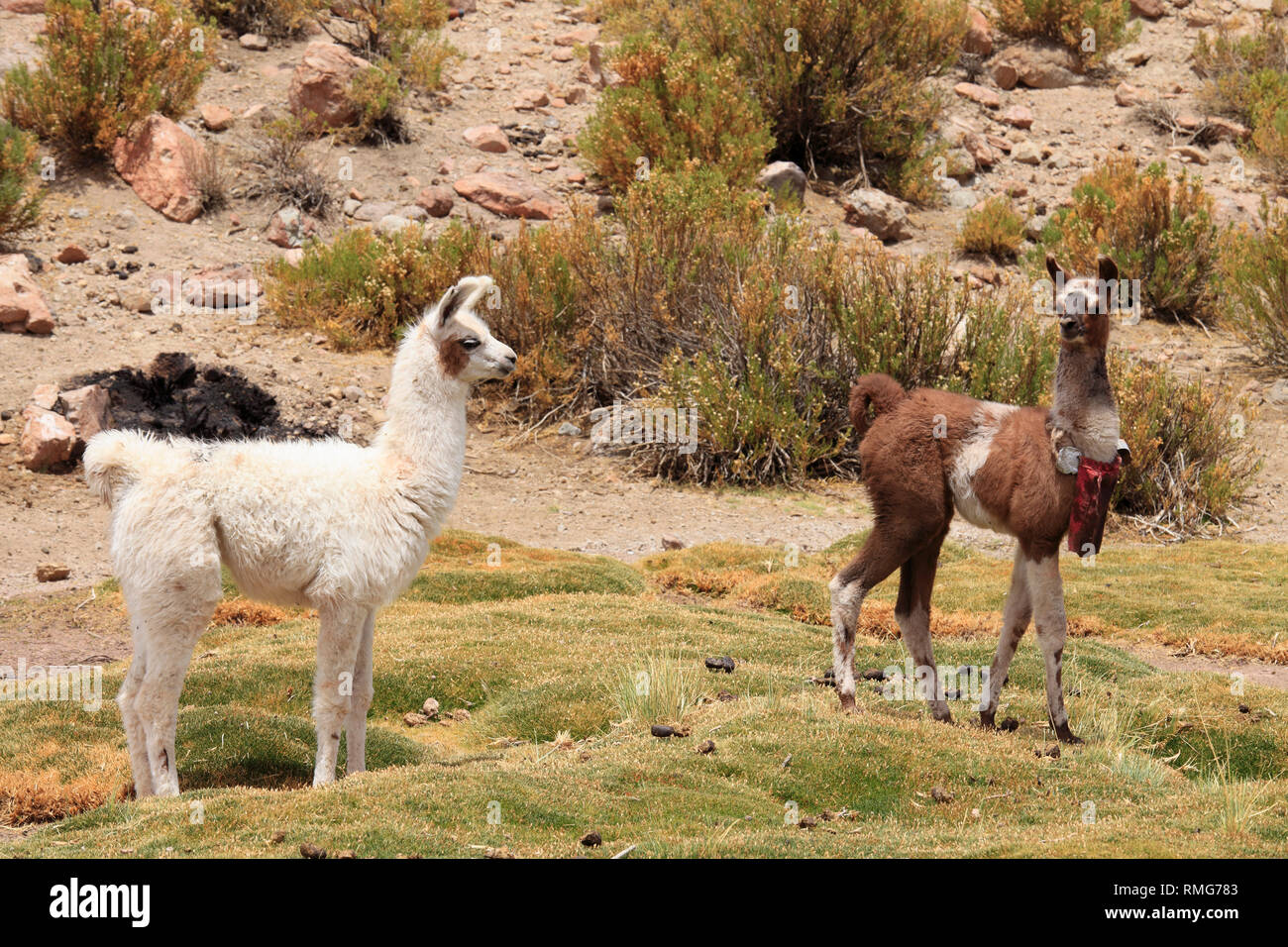 Llamas, lama glama, Chile, Antofagasta Region, Andes, Machuca Stock ...