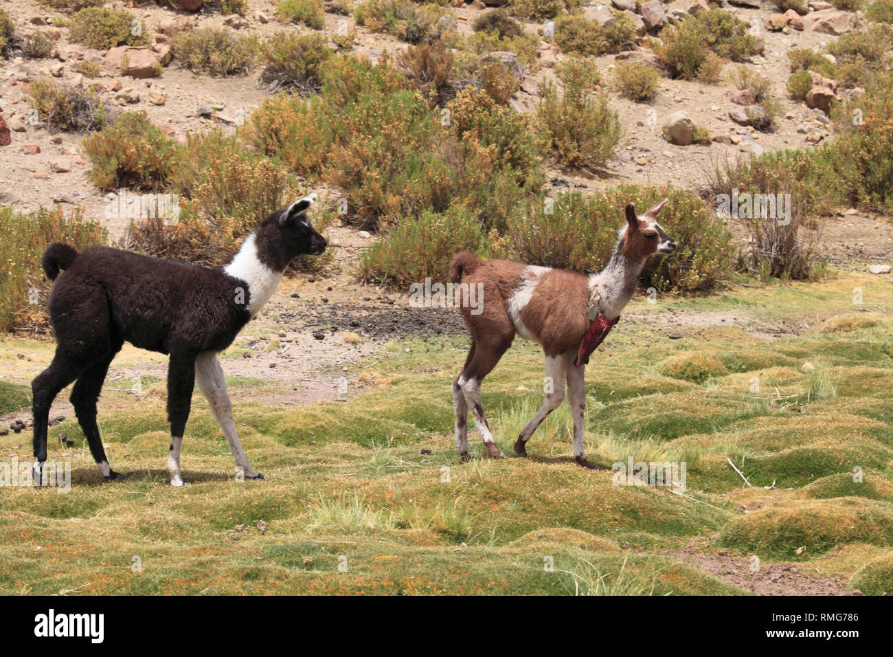 Llamas andes hi-res stock photography and images - Alamy