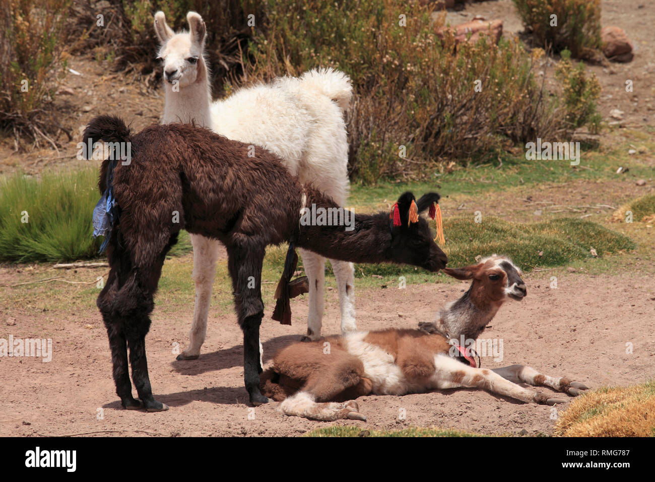Llamas, lama glama, Chile, Antofagasta Region, Andes, Machuca Stock ...