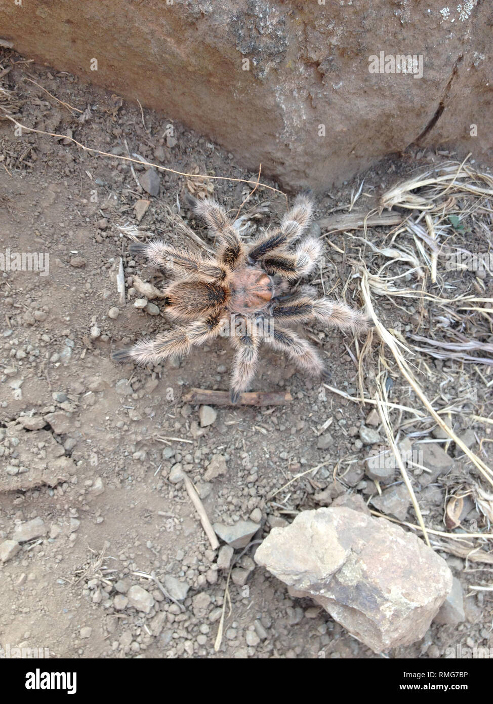 Biodiversity loss chile hi-res stock photography and images - Alamy