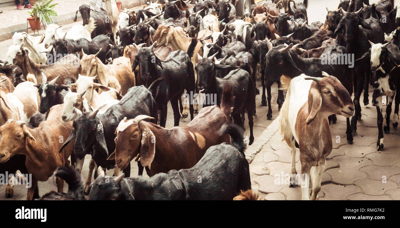 Goat heard hi-res stock photography and images - Alamy