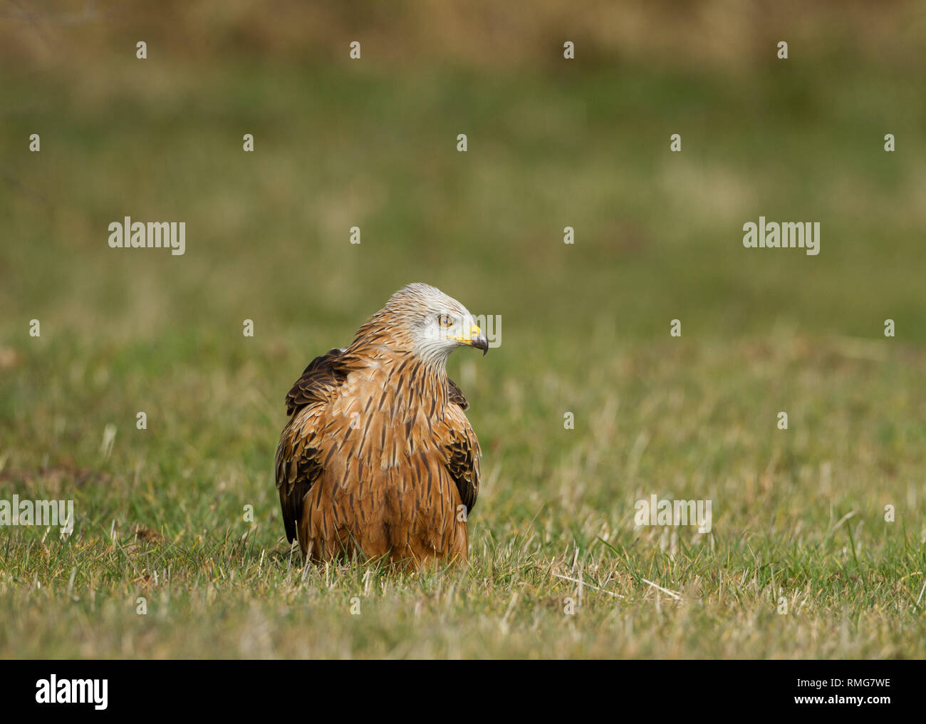 Birds with red legs hi-res stock photography and images - Alamy