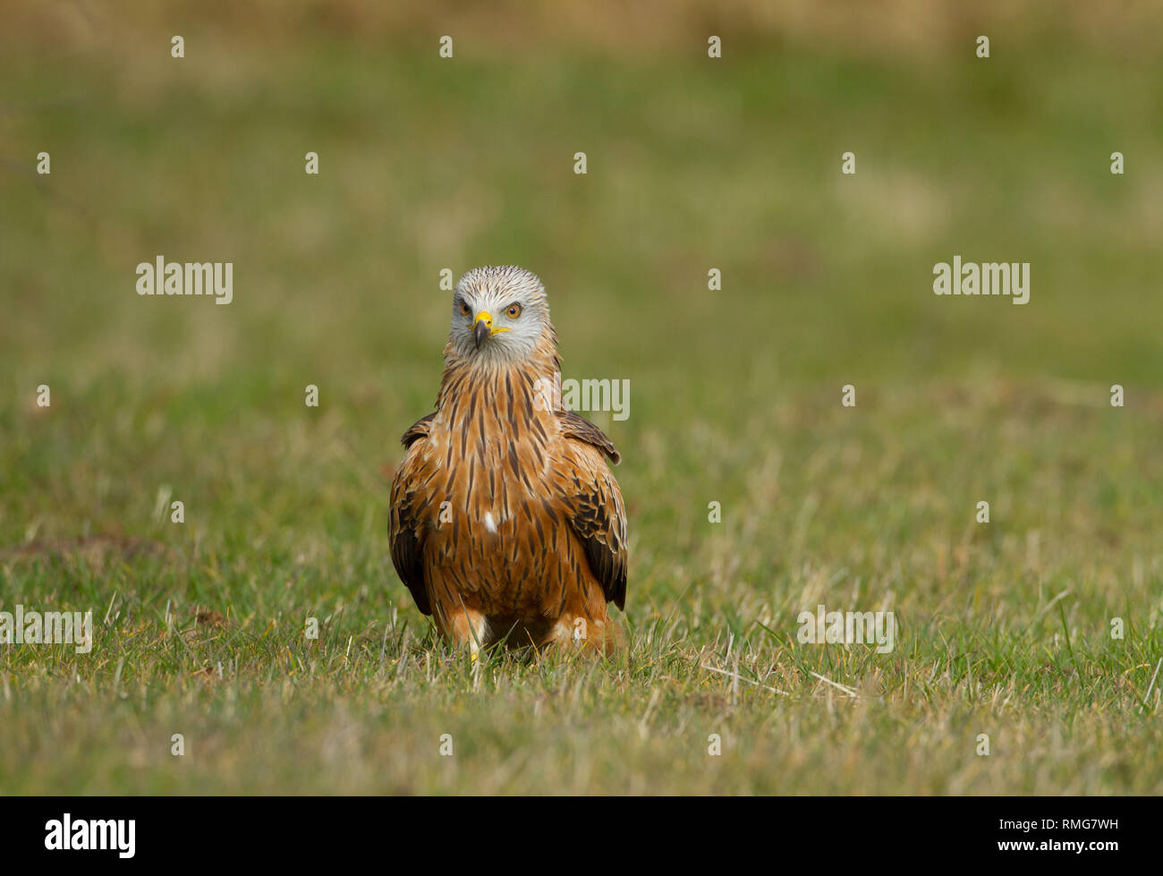 Red Kite (Milvus milvus) in the north of Spainshort legs Stock Photo ...