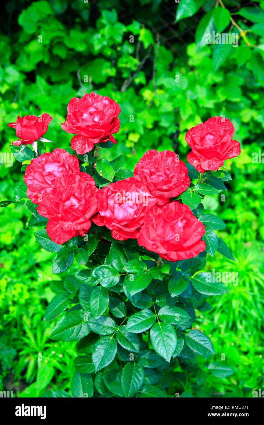 Garden red hi-res stock photography and images - Alamy