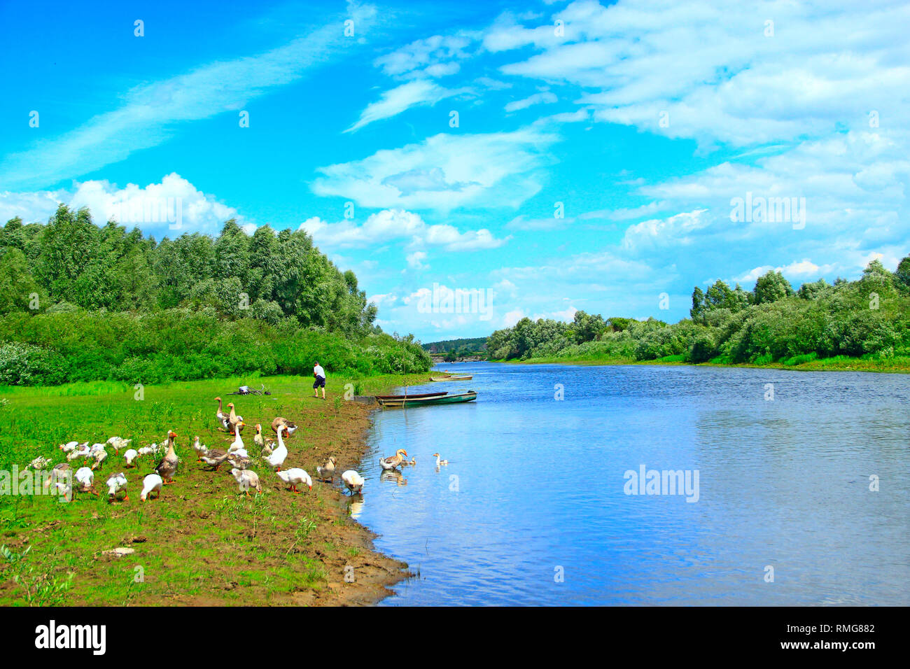 Domestic geese grazing on hi-res stock photography and images - Alamy