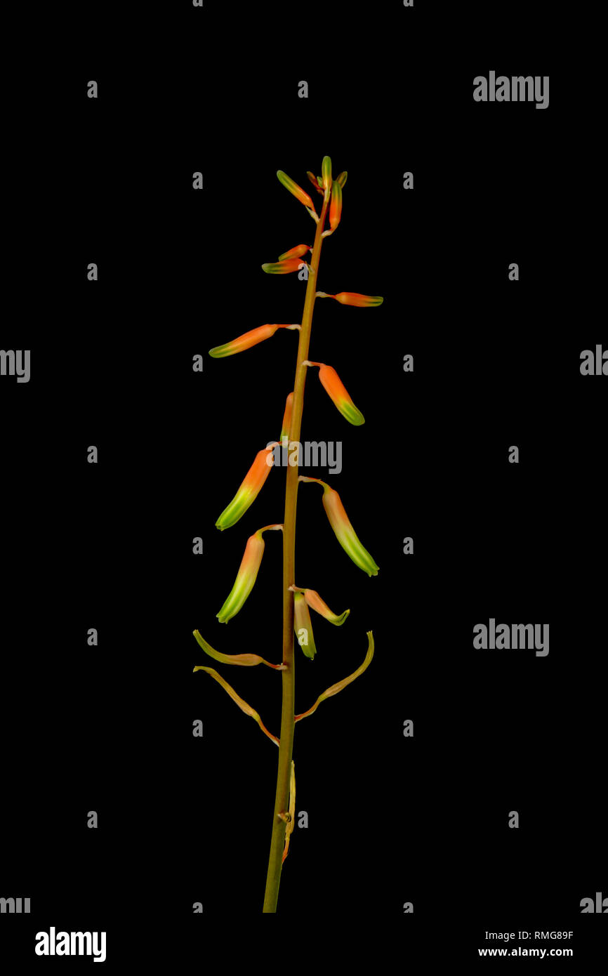 Flower of Lace aloe plant in an open raceme isolated on black ...
