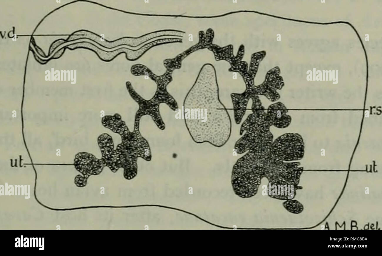 Receptaculum Seminis High Resolution Stock Photography and Images - Alamy
