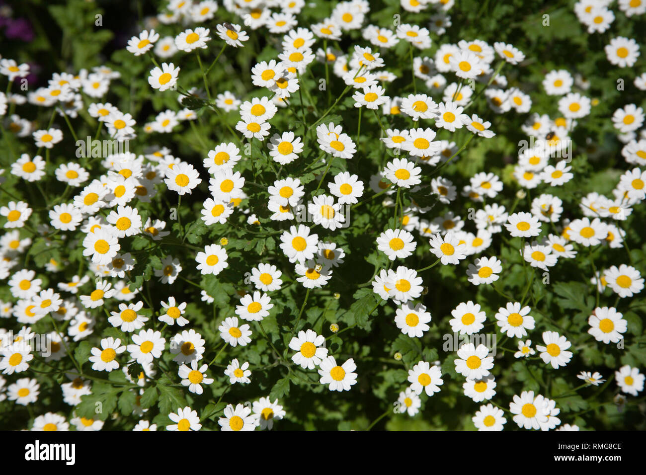 Feverfew flowers tanacetum parthenium in hi-res stock photography and ...