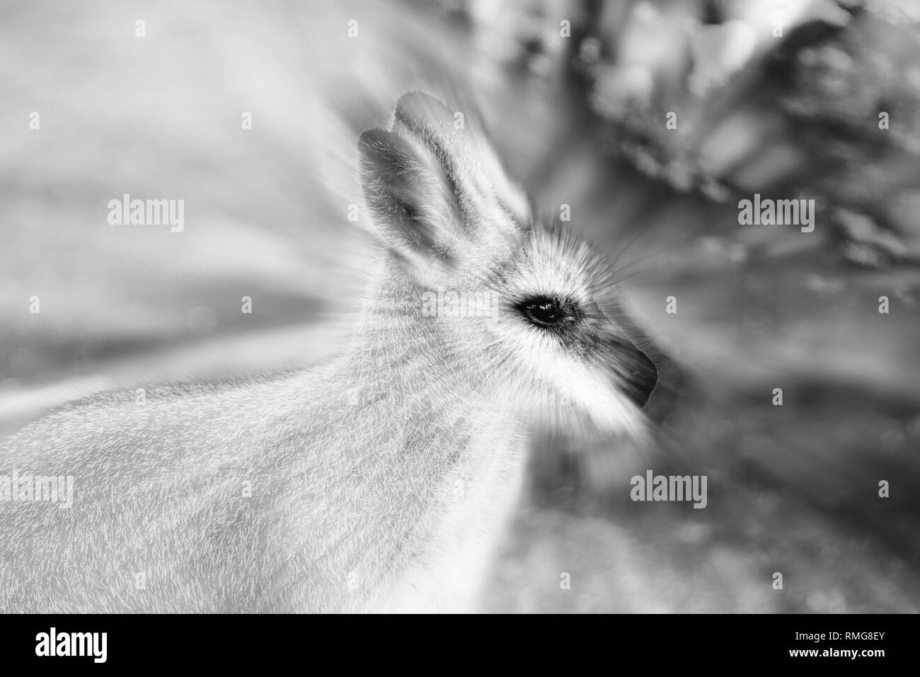 Kangaroo Black and White Stock Photos & Images - Alamy