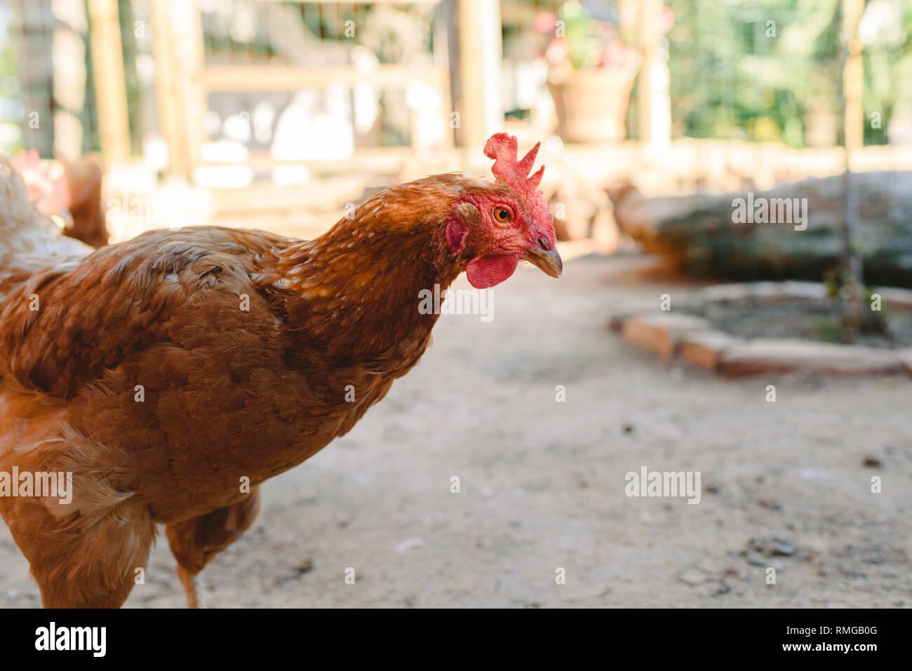 Hens pecking food in the fencing of their henhouse on a farm Stock ...
