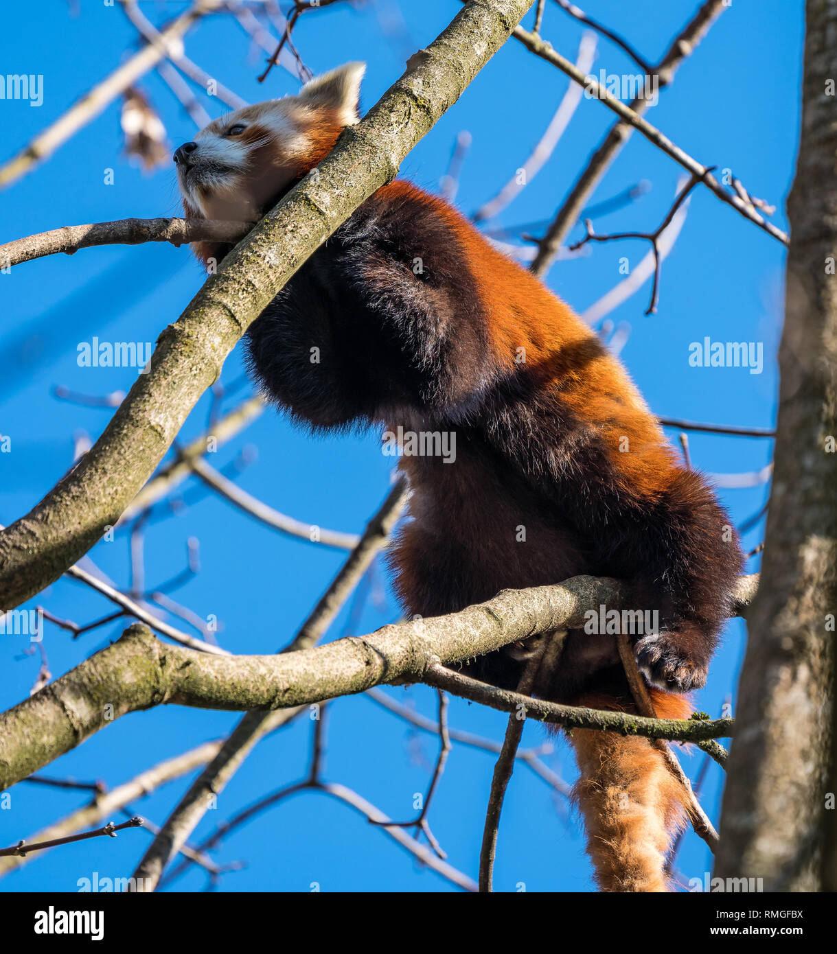 The red panda, Ailurus fulgens, also called the lesser panda Stock ...