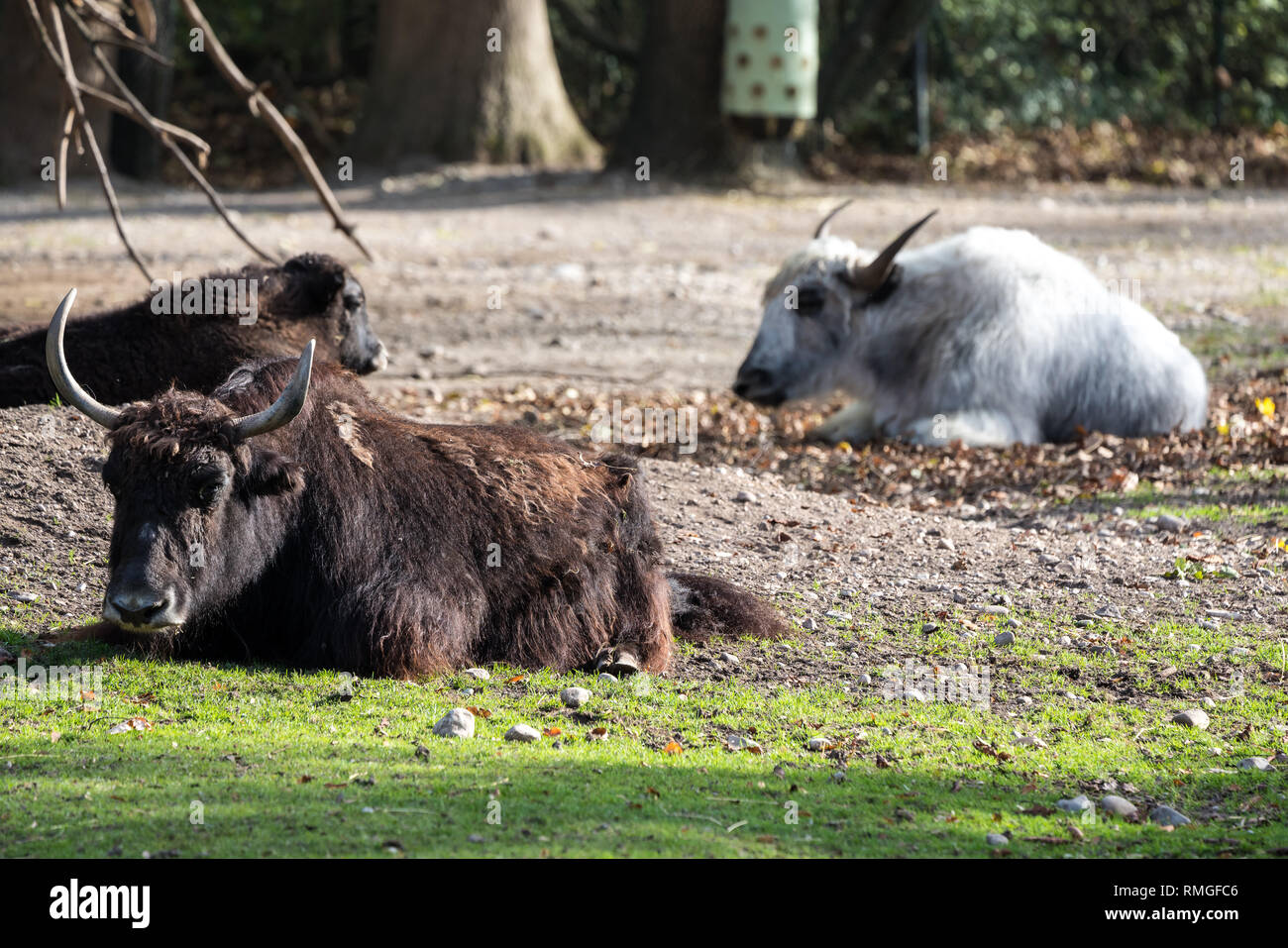 Black yak bos mutus hi-res stock photography and images - Alamy