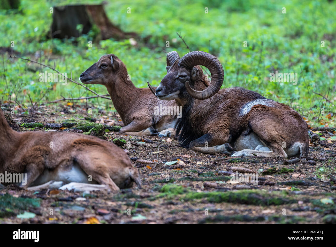 European mouflon, Ovis orientalis musimon. Wildlife animal Stock Photo ...