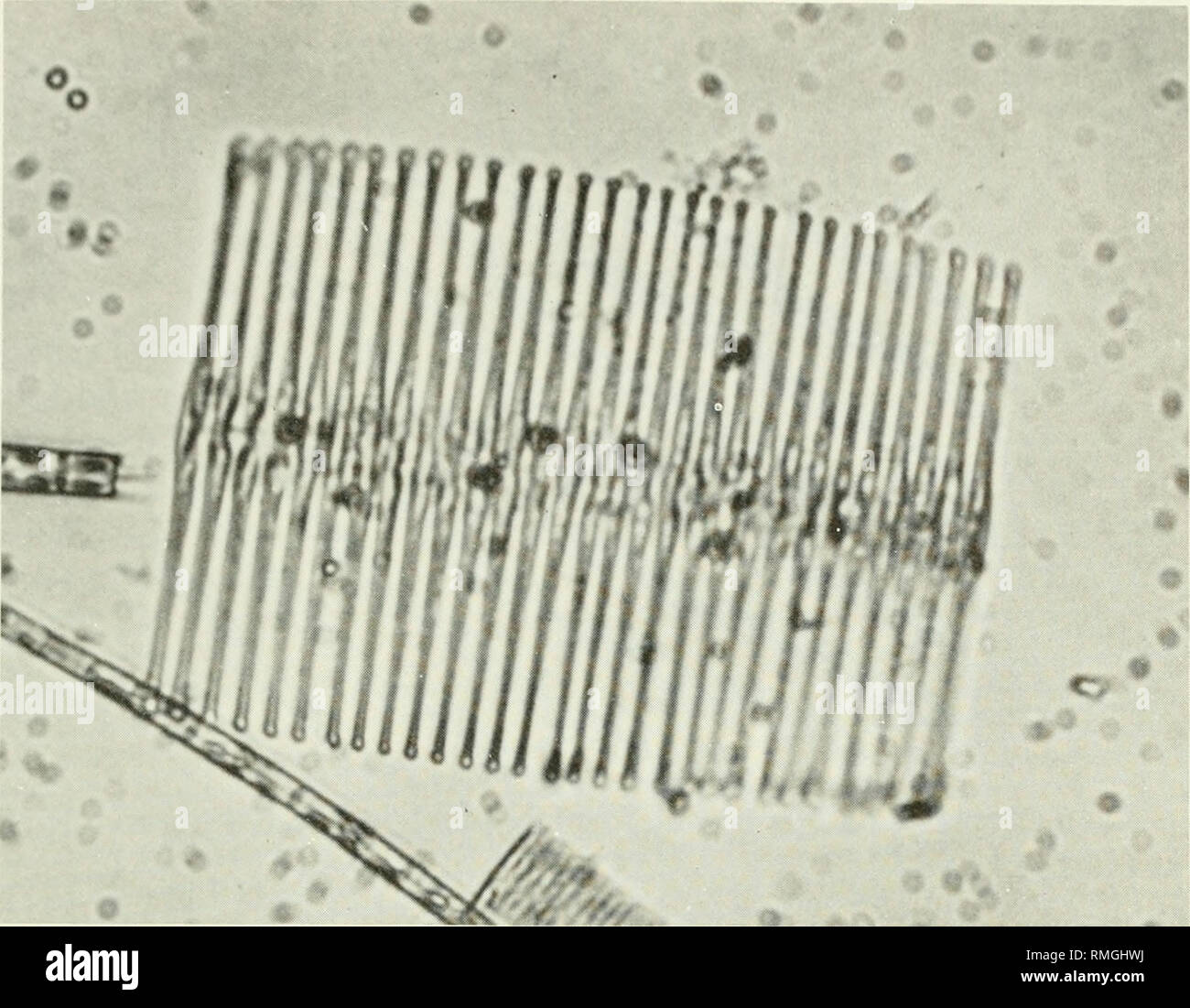 Fragilaria hi-res stock photography and images - Alamy