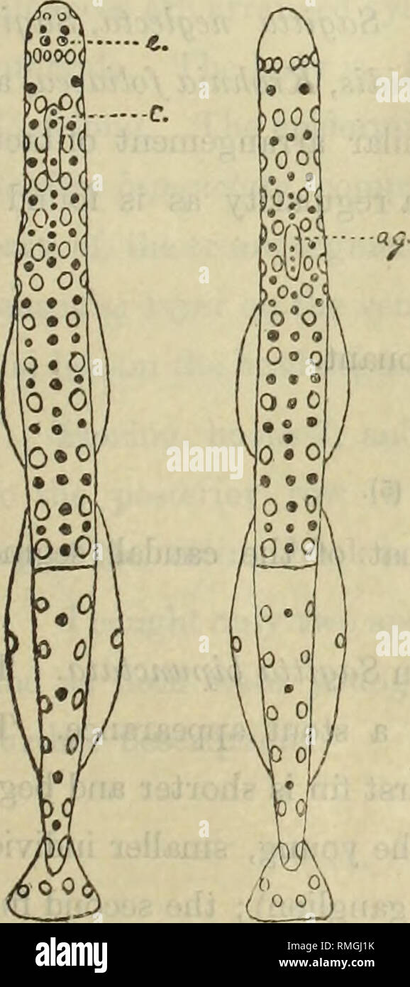 Fin ellipse hi-res stock photography and images - Alamy