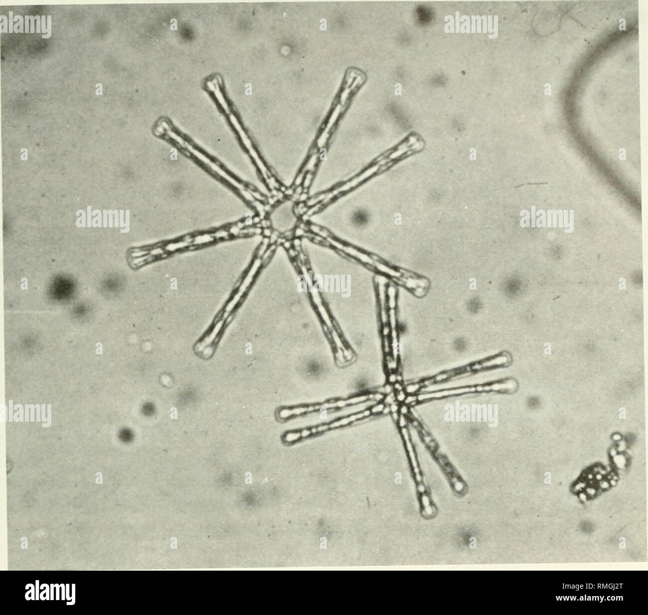 Asterionella hi-res stock photography and images - Alamy