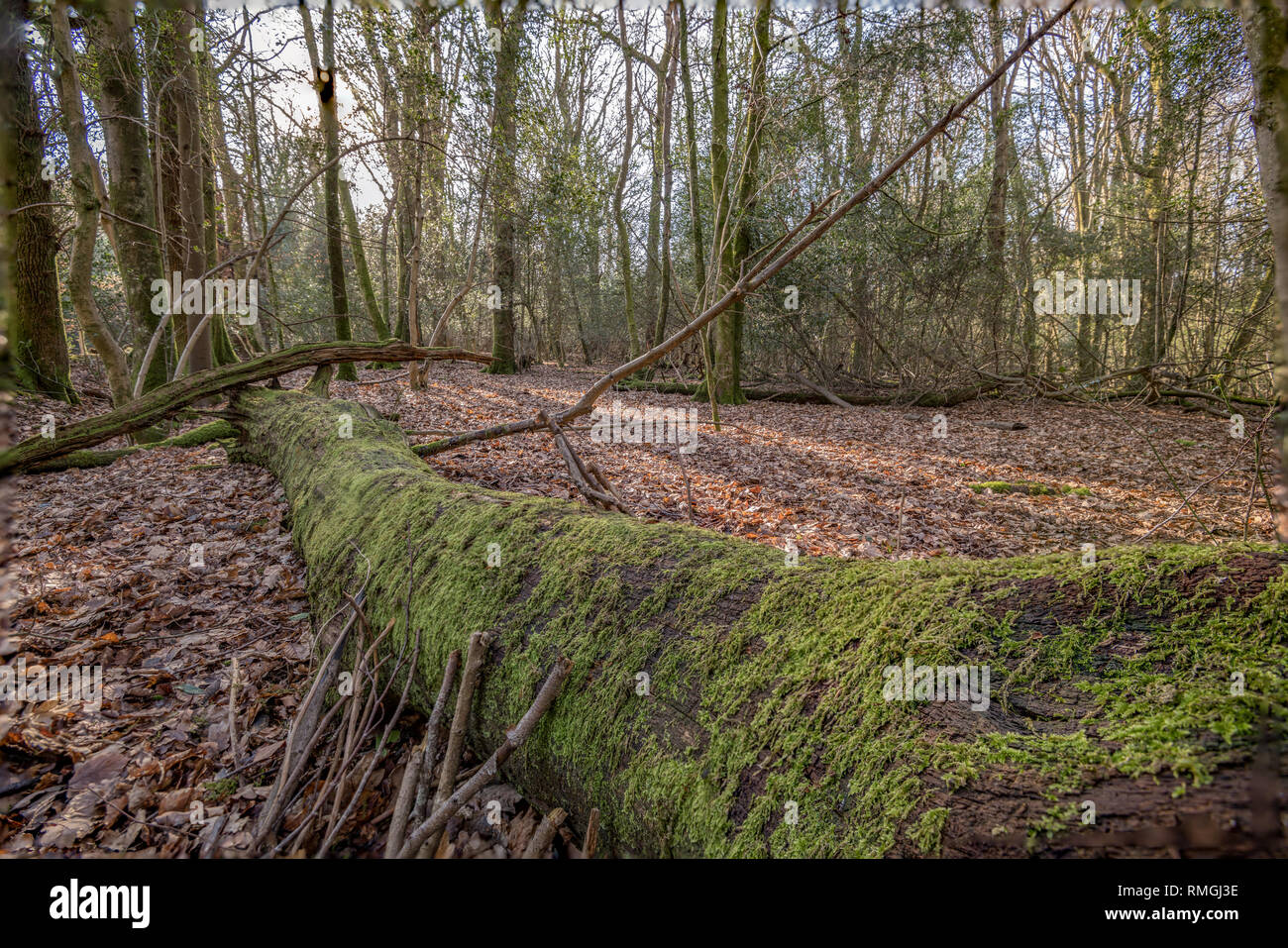 clearing in woods Stock Photo - Alamy