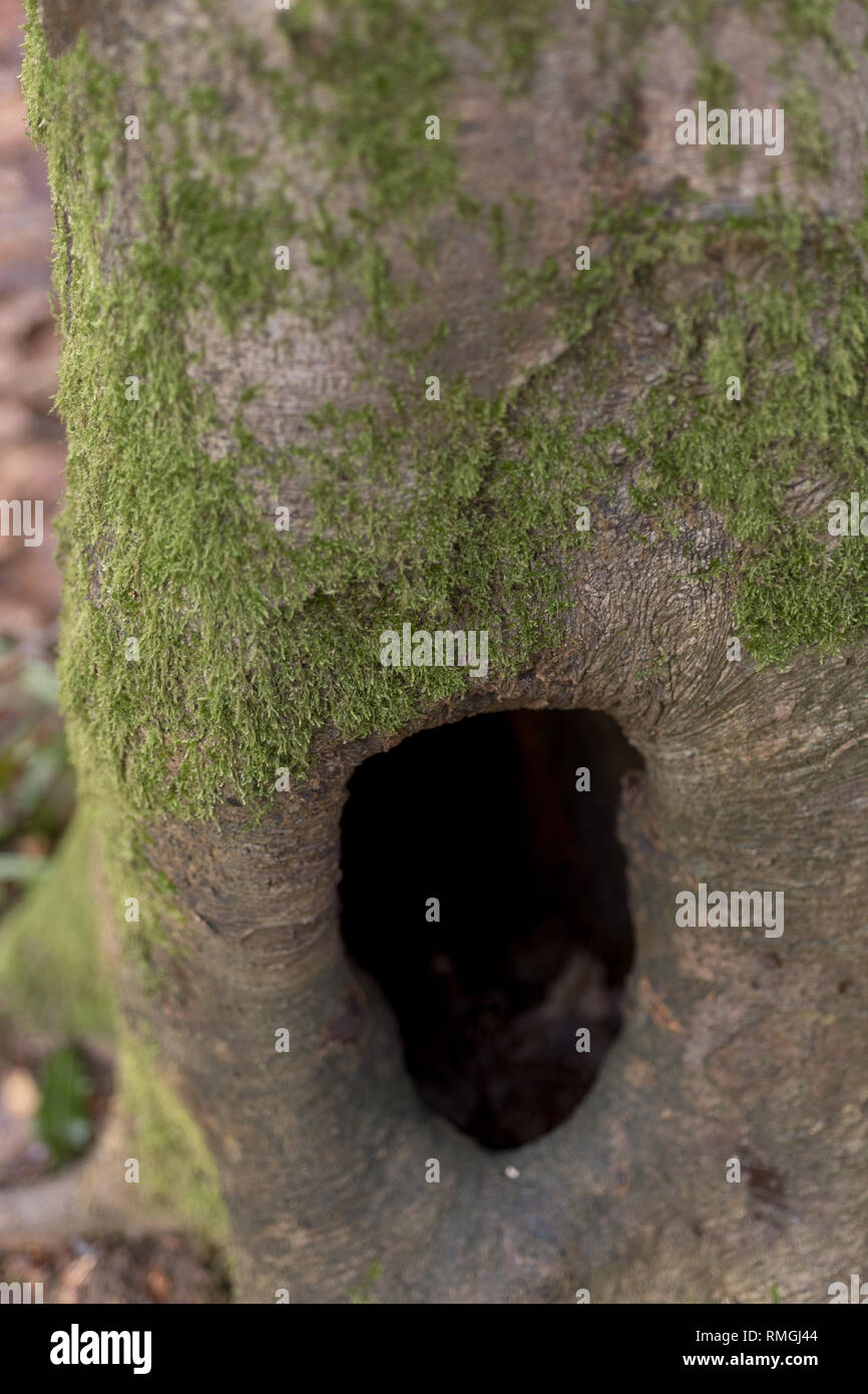 Animal dwelling in hole in tree trunk Stock Photo - Alamy