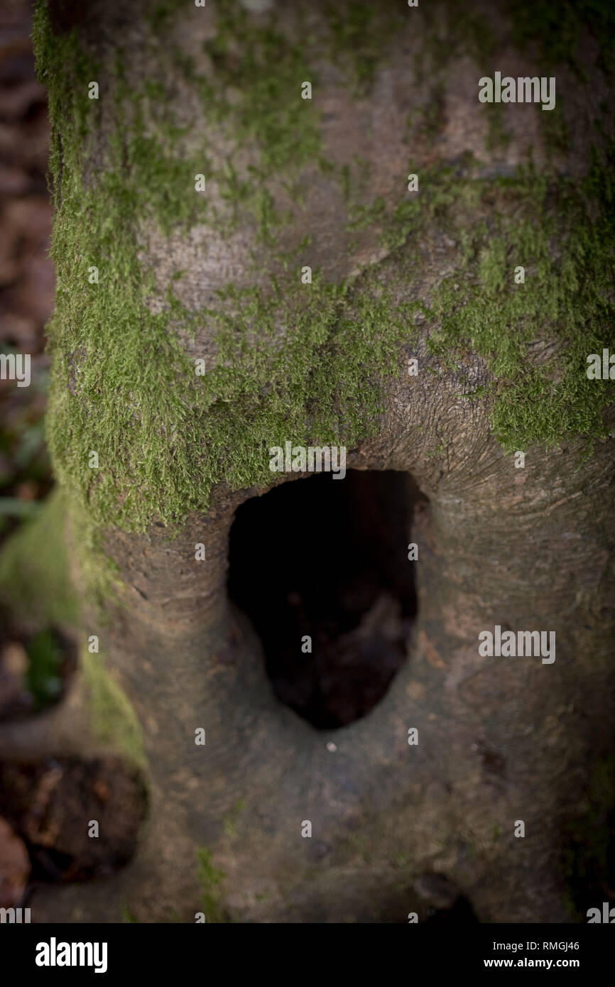 Animal dwelling in hole in tree trunk Stock Photo - Alamy
