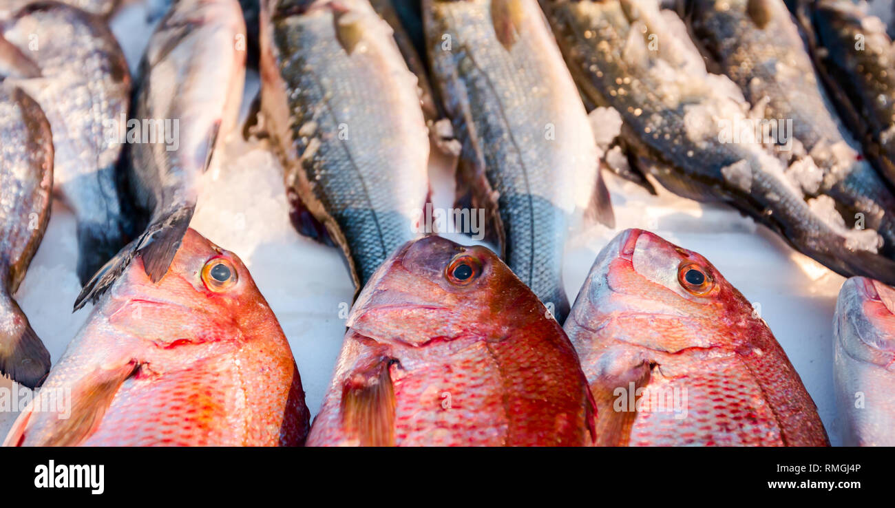 Northern red snapper hi-res stock photography and images - Alamy