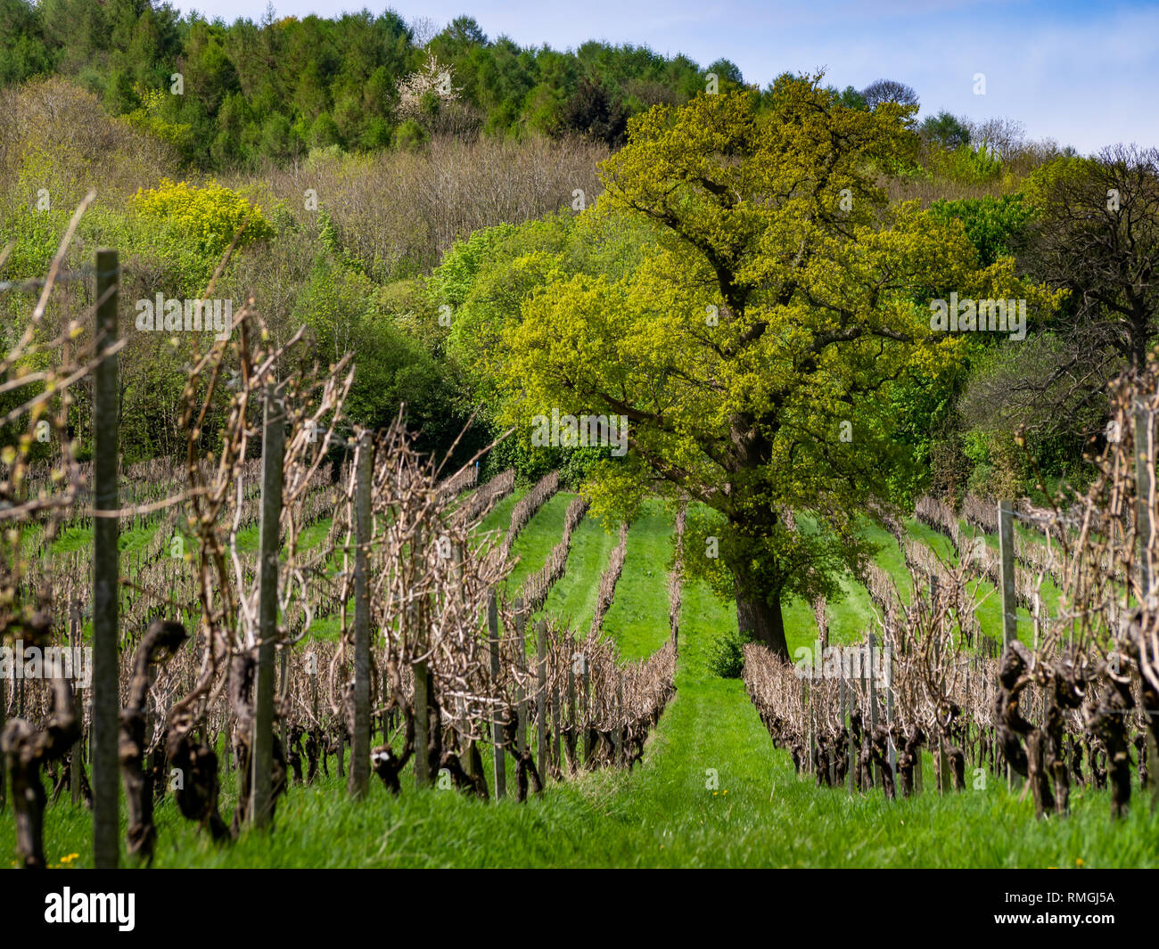Tree with vines hi-res stock photography and images - Alamy