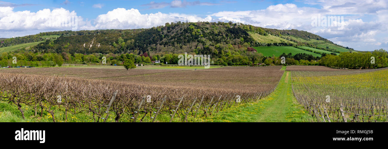Panorama of Box Hill in Surrey, UK on a sunny Spring day Stock Photo ...