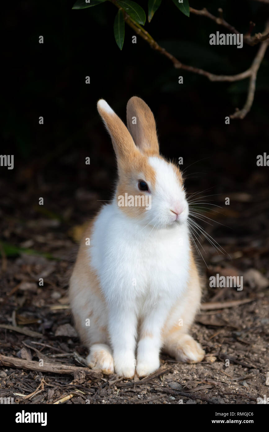 Cute wild rabbits on Okunoshima Island in sunny weaher, as known as the ...