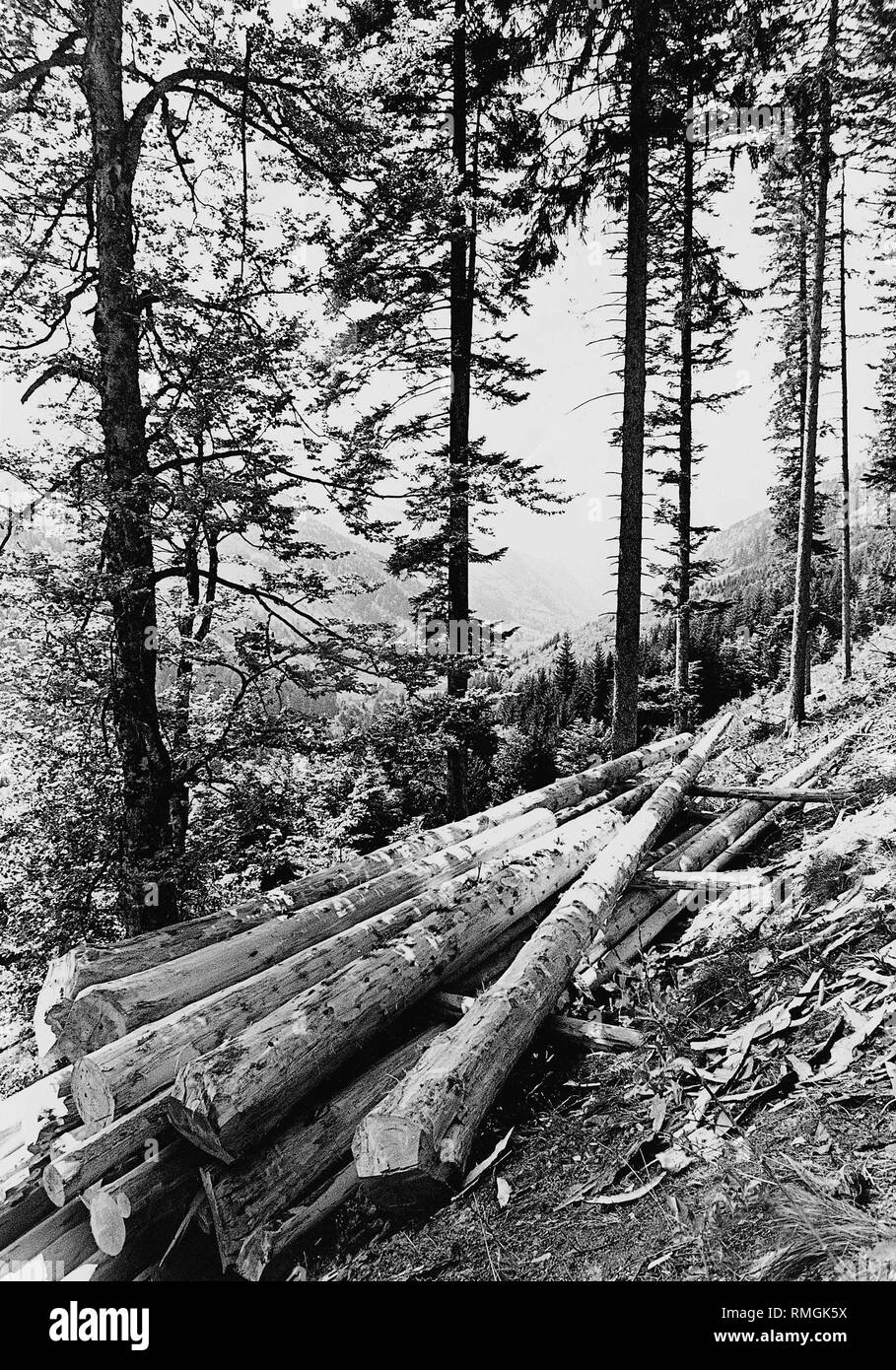 Felled forest Black and White Stock Photos & Images - Alamy